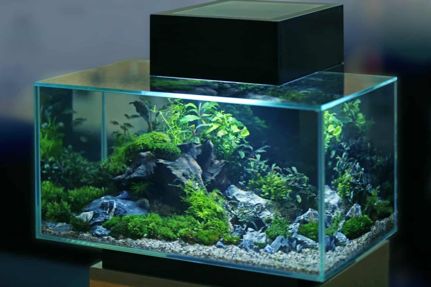 Fluval Edge 6 Gallon The Complete 2020 Review Fluval Edge 6 Gallon The Complete 2020 Review
