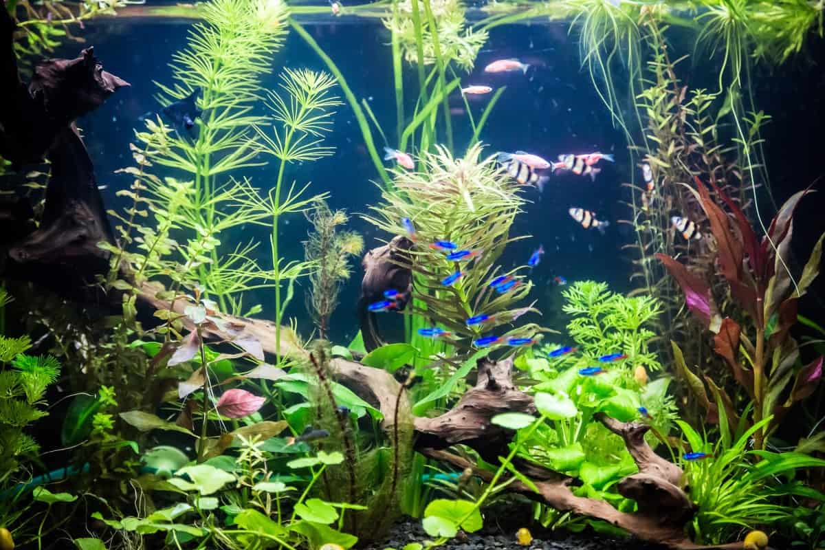 Why Fish Make Great Pets for Kids by Tim Kerrigan – Pet Perennials